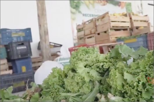 Programa Alimenta Brasil leva alimentos saudáveis às famílias em ...