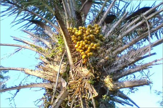 Quem aguenta roer côco de licuri? | aGazeta Bahia